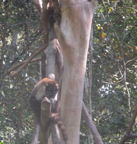 The Belize Zoo Blog: Coatis are Cool Critters!