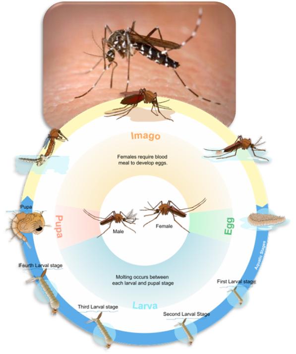 insan musafir: Cara Mudah & Murah Cegah Aedes