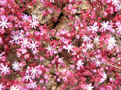 The cactus and Succulent Society of Malta: Maltese wild succulents ...