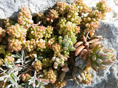 The cactus and Succulent Society of Malta: Maltese wild succulents ...