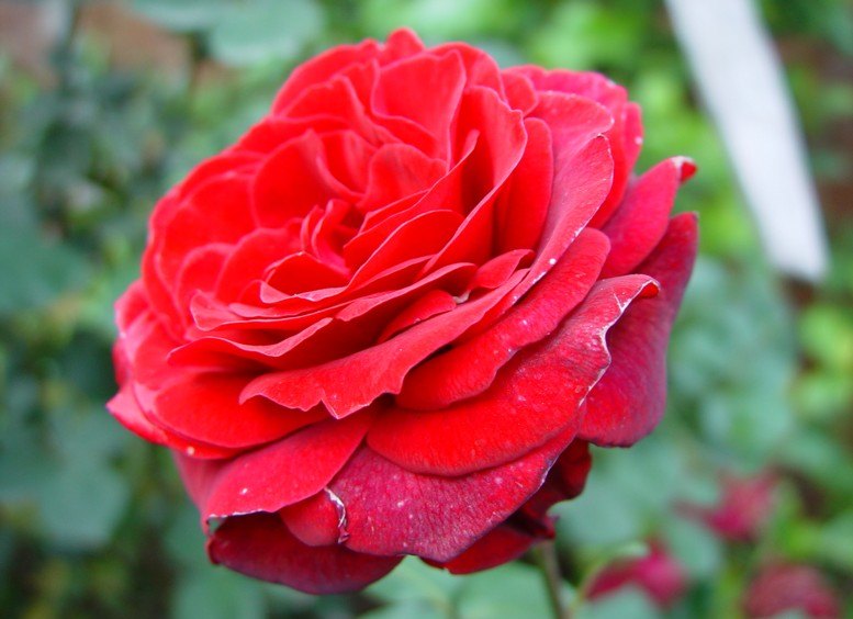 Fotos de rosas lindas - Imagui