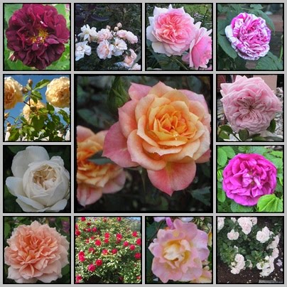 Velkommen til lizbeths hage