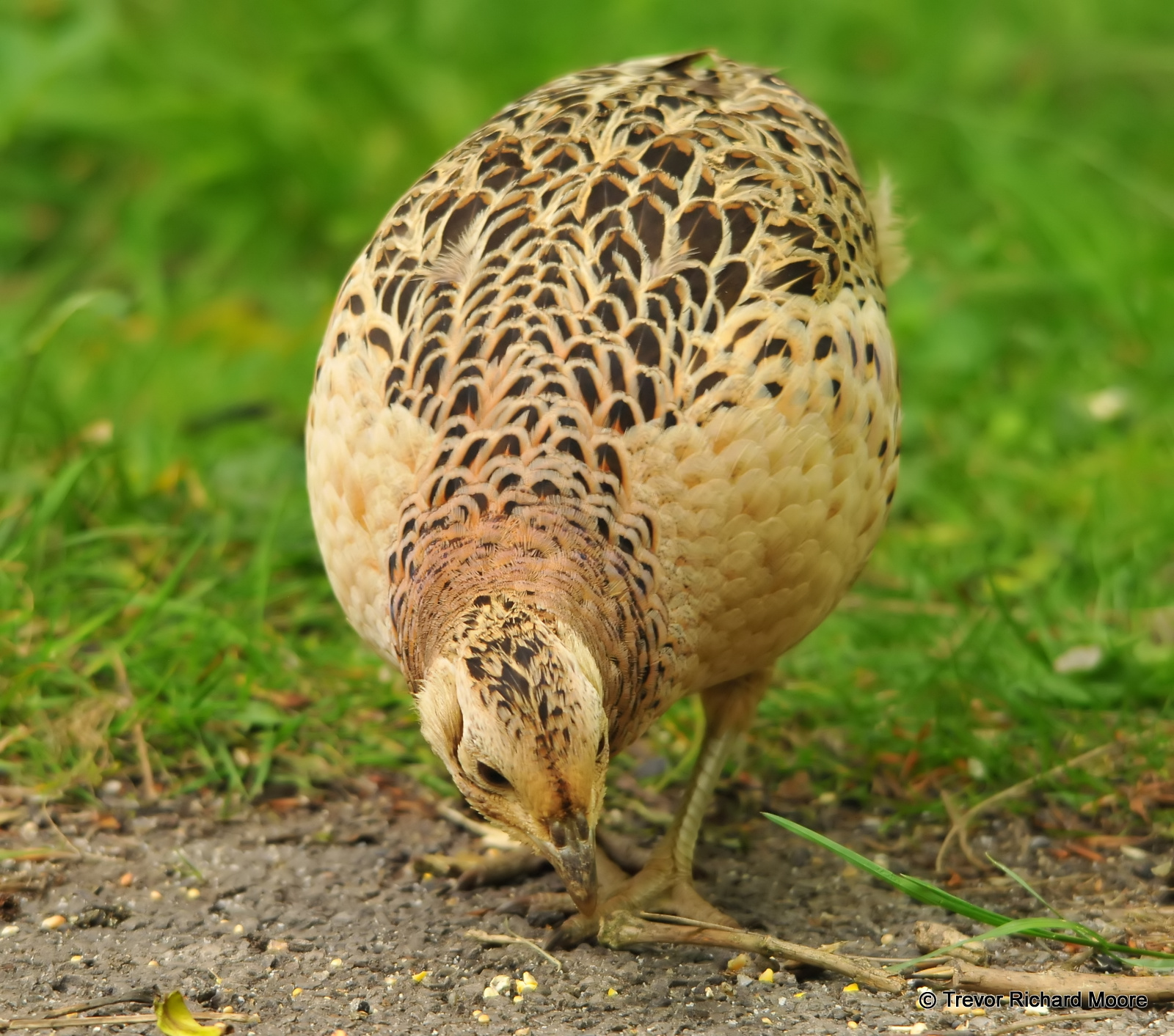 A & T Birding: Close Up of the Female Pheasant.