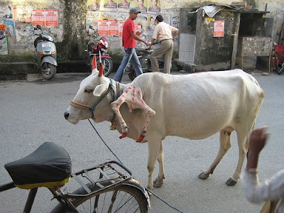 Wine Juice: Cow with two extra legs on its withers