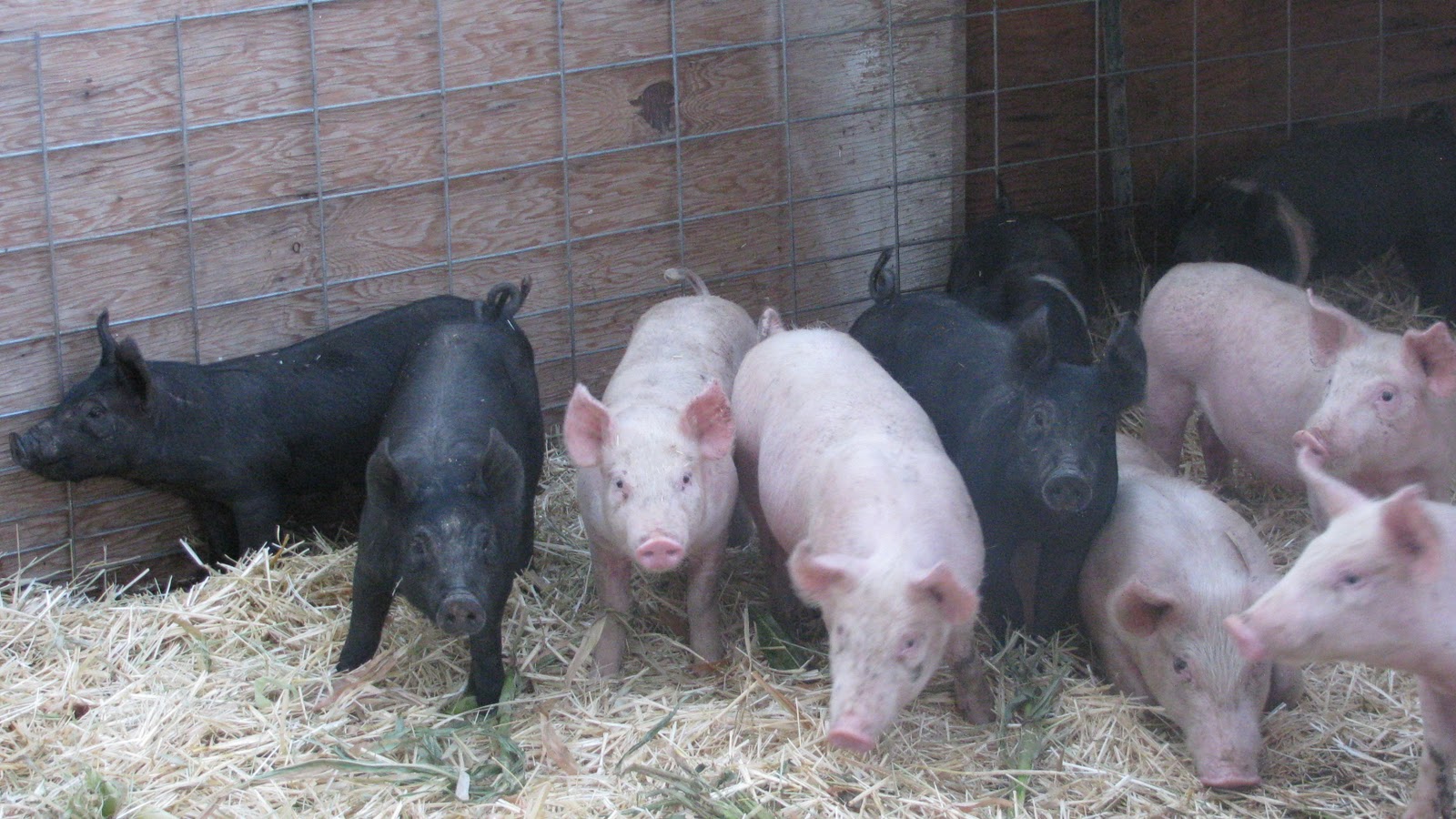 Manookin Show Pigs