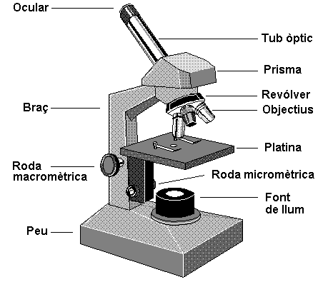 Bio/Geo MrkSbstn: Parts microscopi òptic i lupa binocular