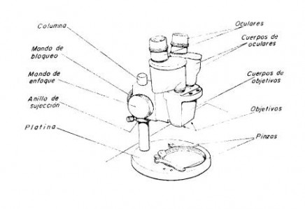 Bio/Geo MrkSbstn: Parts microscopi òptic i lupa binocular