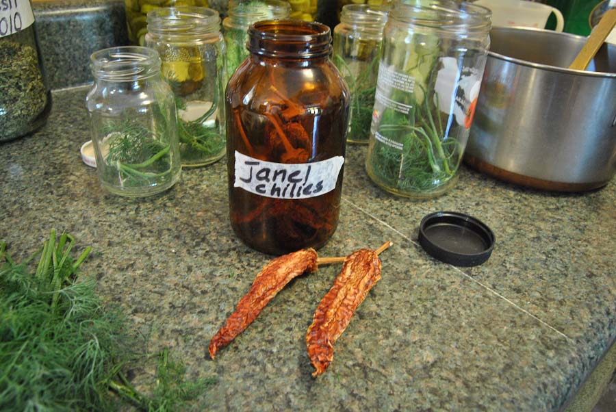 Spicy Dill Quick Pickles - Pancake Ninja