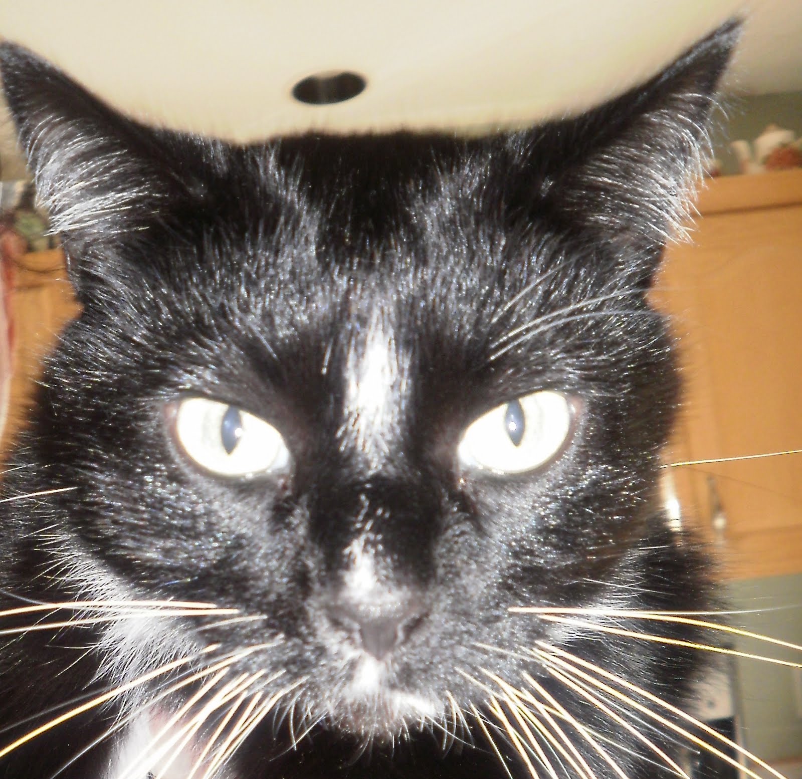 Catladyland: Cats are Funny: Gallery of Stink-Eye