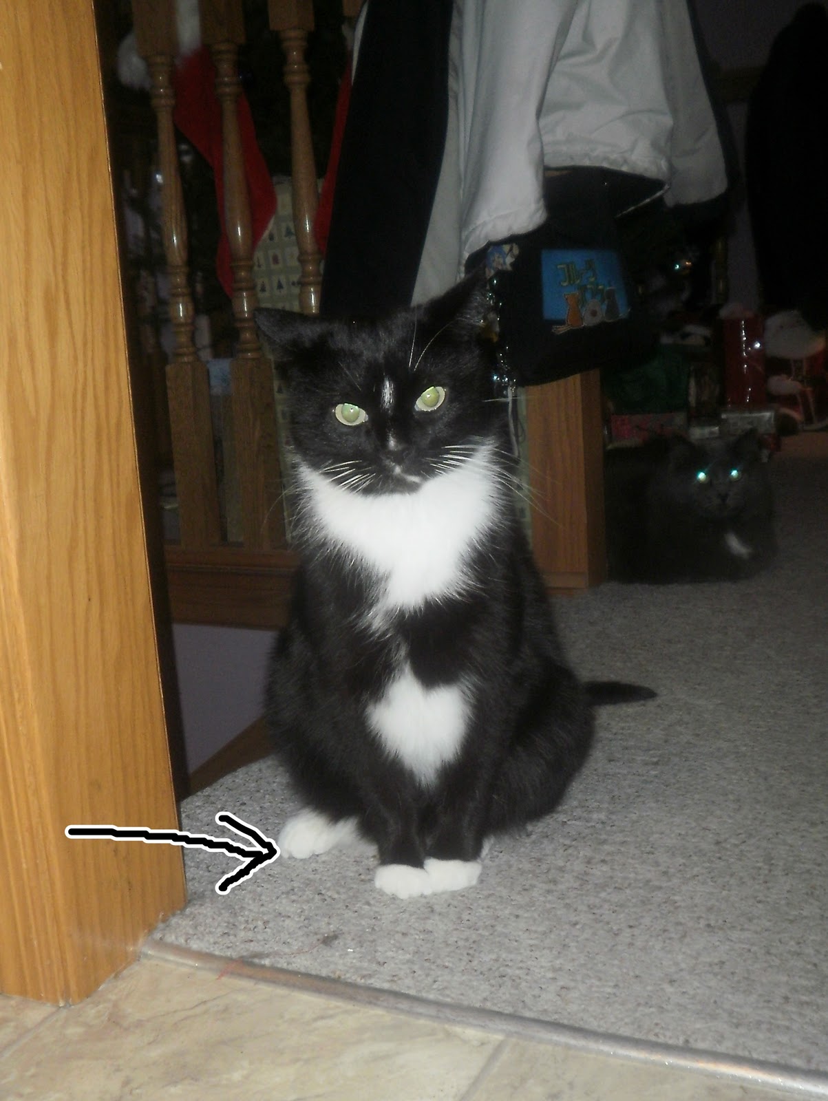 Catladyland: Cats are Funny: Thump-Thump-Thump