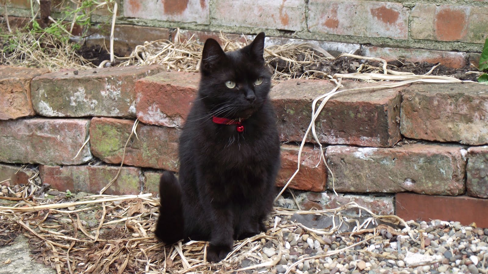 georgiasam: Small Mammalian Lifeform Noted, Daily Ordeal of Feline Auto ...