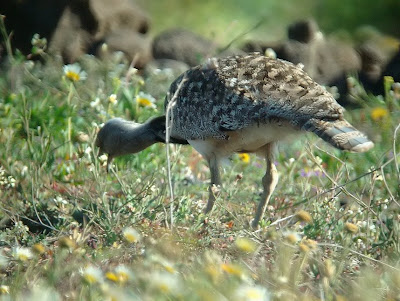 Aves en Canarias: La Hubara