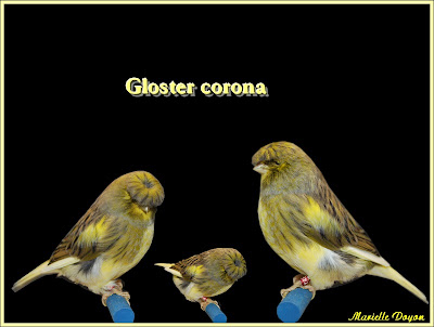 Mes canaris: Gloster corona mâle