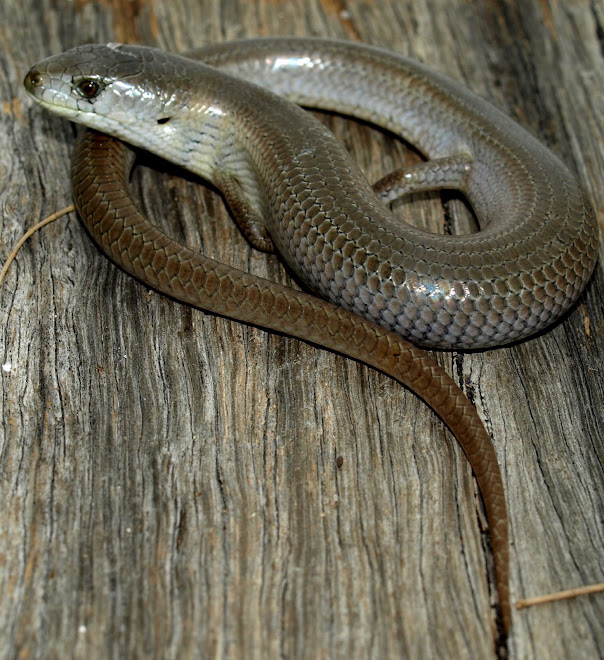 skinks: Breeding program