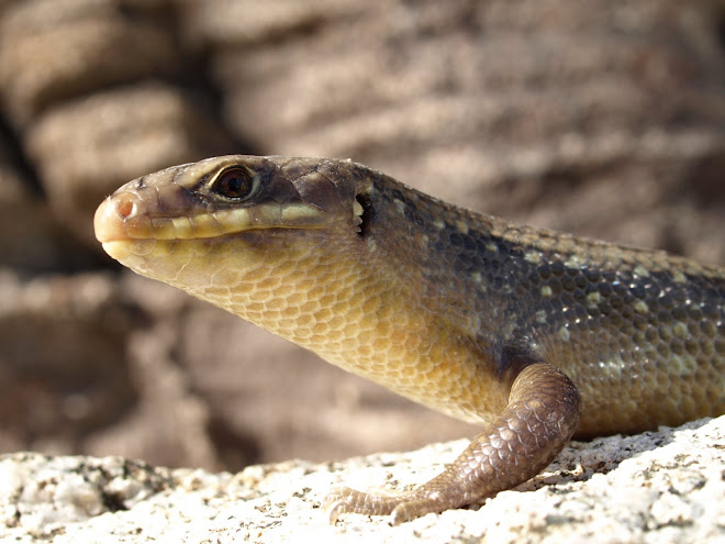 skinks: Breeding program