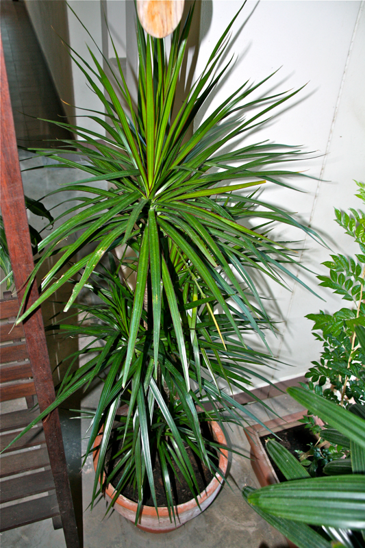 Passionate About Life | P.A.L: My Little Oasis