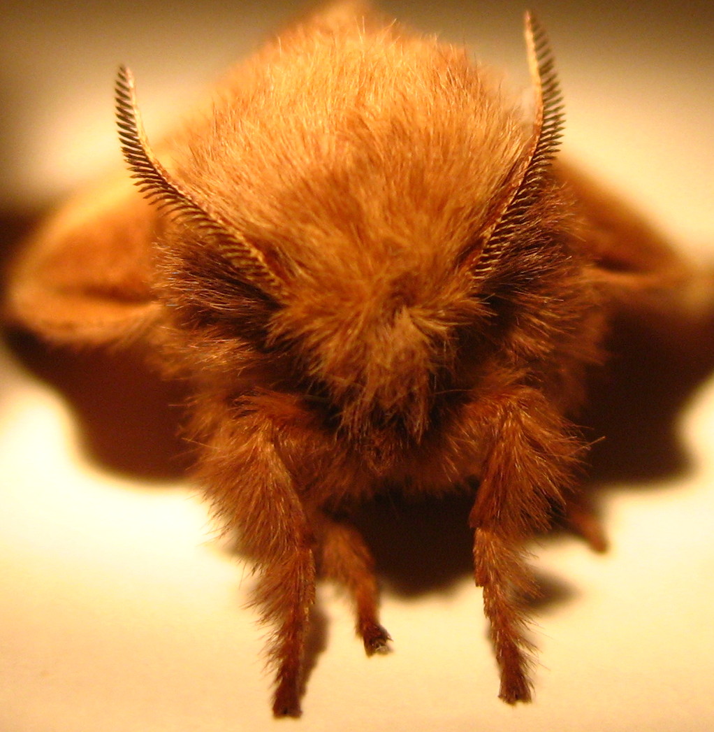 Kind of Curious: Hairy Brown Creature