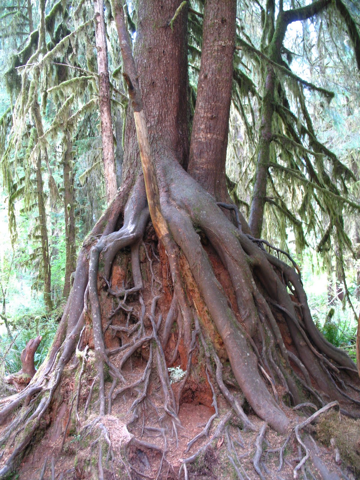 Kind of Curious: The Life of a Nurse Log