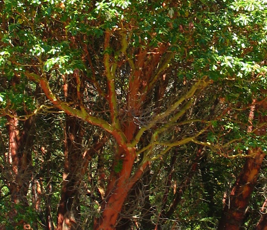 Kind of Curious: The Madrone Tree