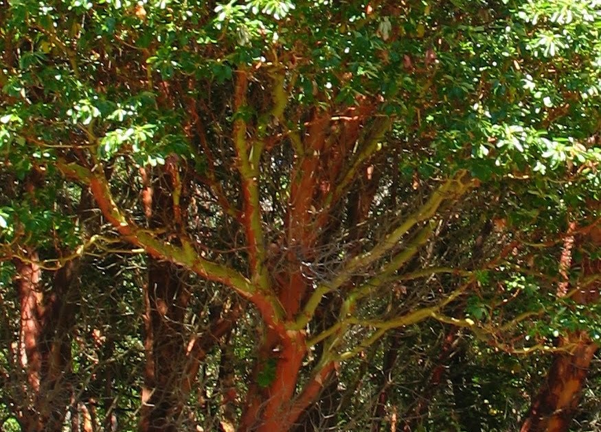 Kind of Curious: The Madrone Tree