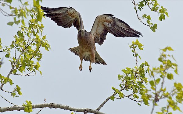 Swainson's Hawk Watch: Red-Tailed Hawks are apparently laying on eggs