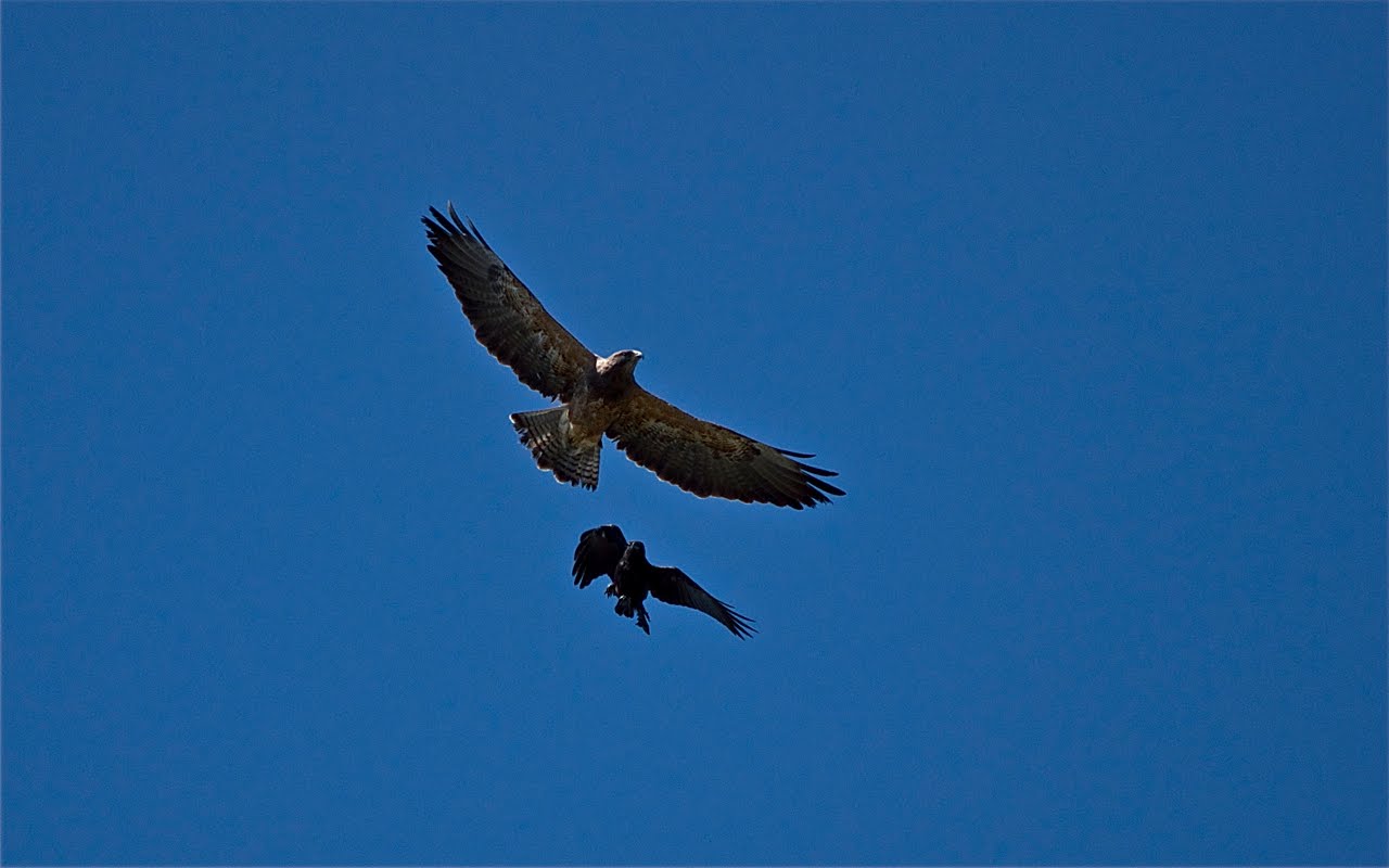 Swainson's Hawk Watch: Crows Attack Young Hawk in The Sky