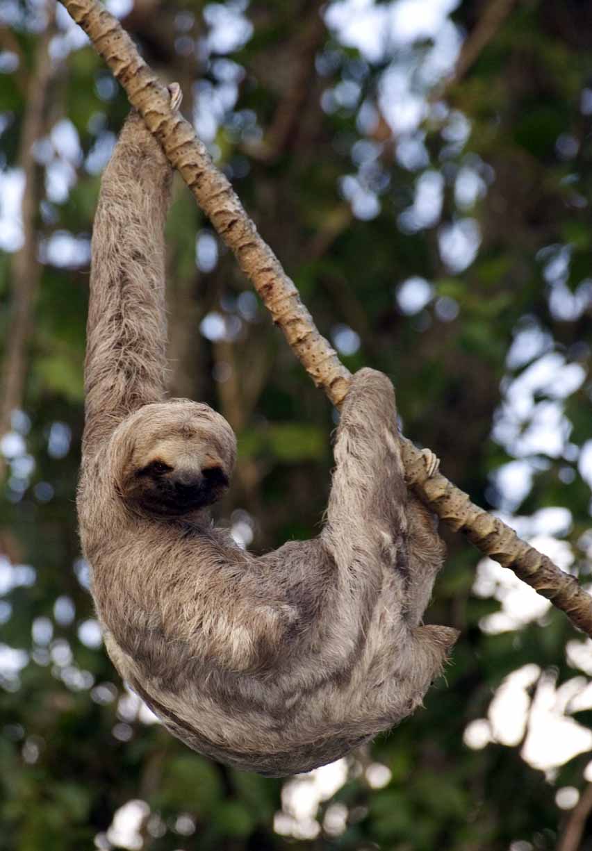 Two Crazy Chicks: The Darién Scheme