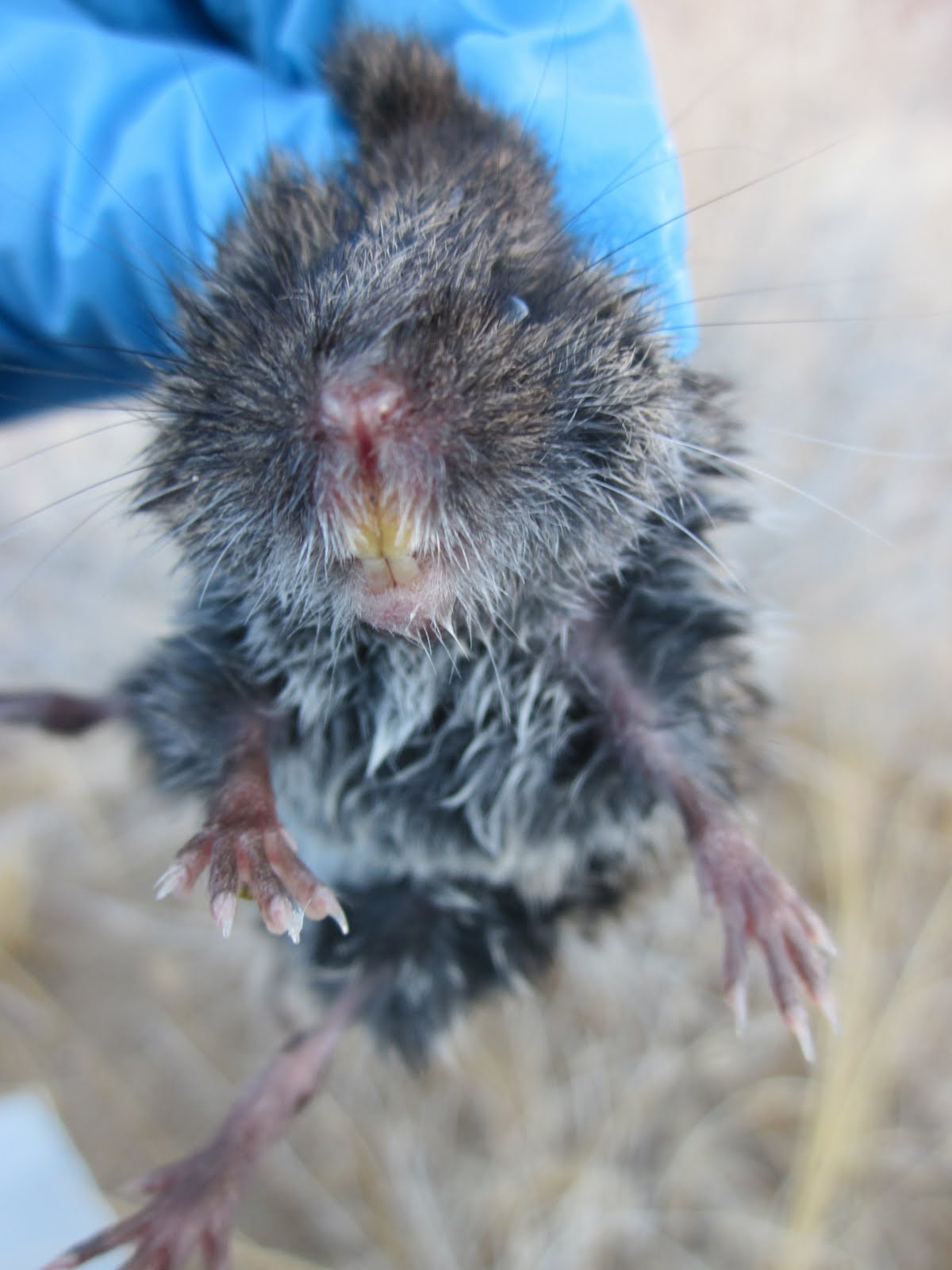 Bishop or Bust!: Small Mammal Trapping at Fish Slough