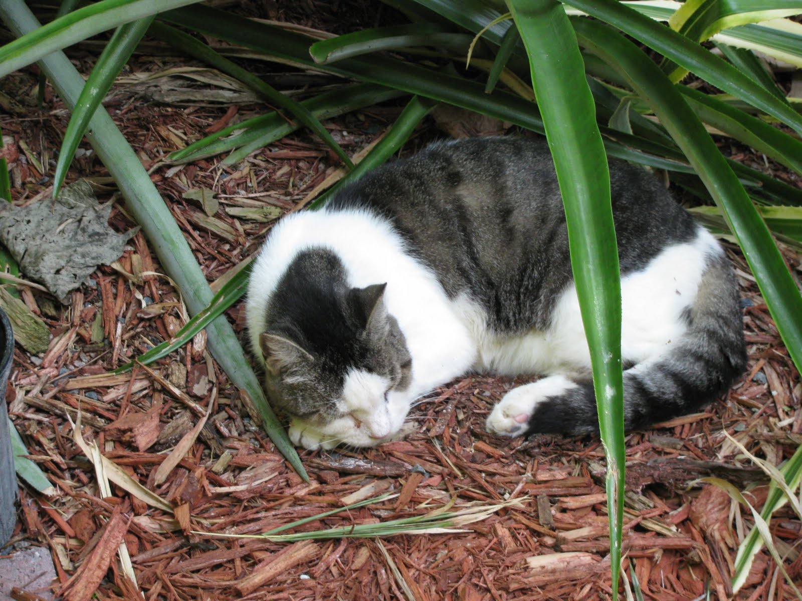 Brady Family Blog: Ernest Hemmingway's House and his 6-toed Cats!!