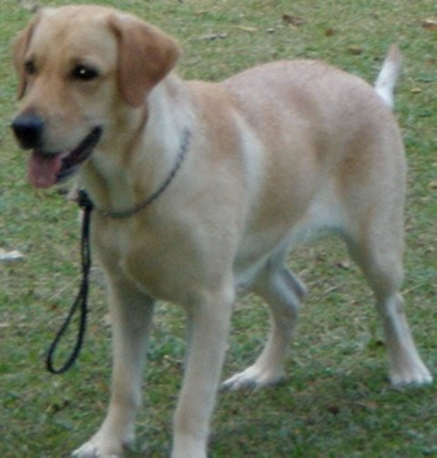 Noah's Ark CARES: Ginger - Missing Labrador since Nov '08