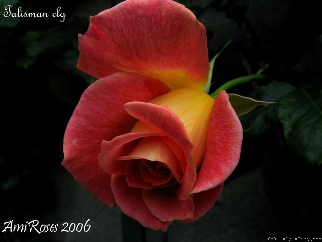 Mr. Clint's Happy-Fun Blog: The Saga of the Talisman Rose