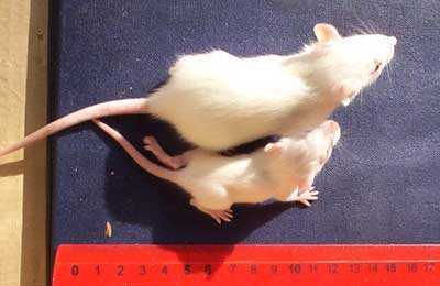 Controversy in Food?: Dangers of Genetically Modified Organisms