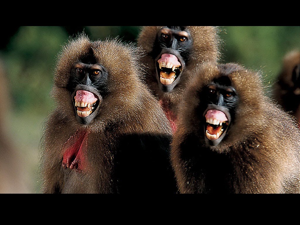 Macaco Esperto: Macaquices espertas ou não. #1