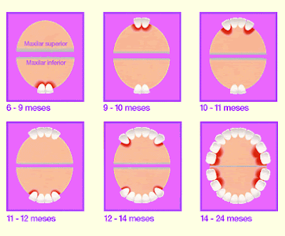 Estomatologia Integral Comunitaria: DENTICION TEMPORAL Y DENTICION ...