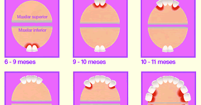 "HABLEMOS ENTRE DIENTES": DENTICION TEMPORAL Y DENTICION DEFINITIVA