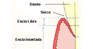 Estomatología Integral Comunitaria: La Encía