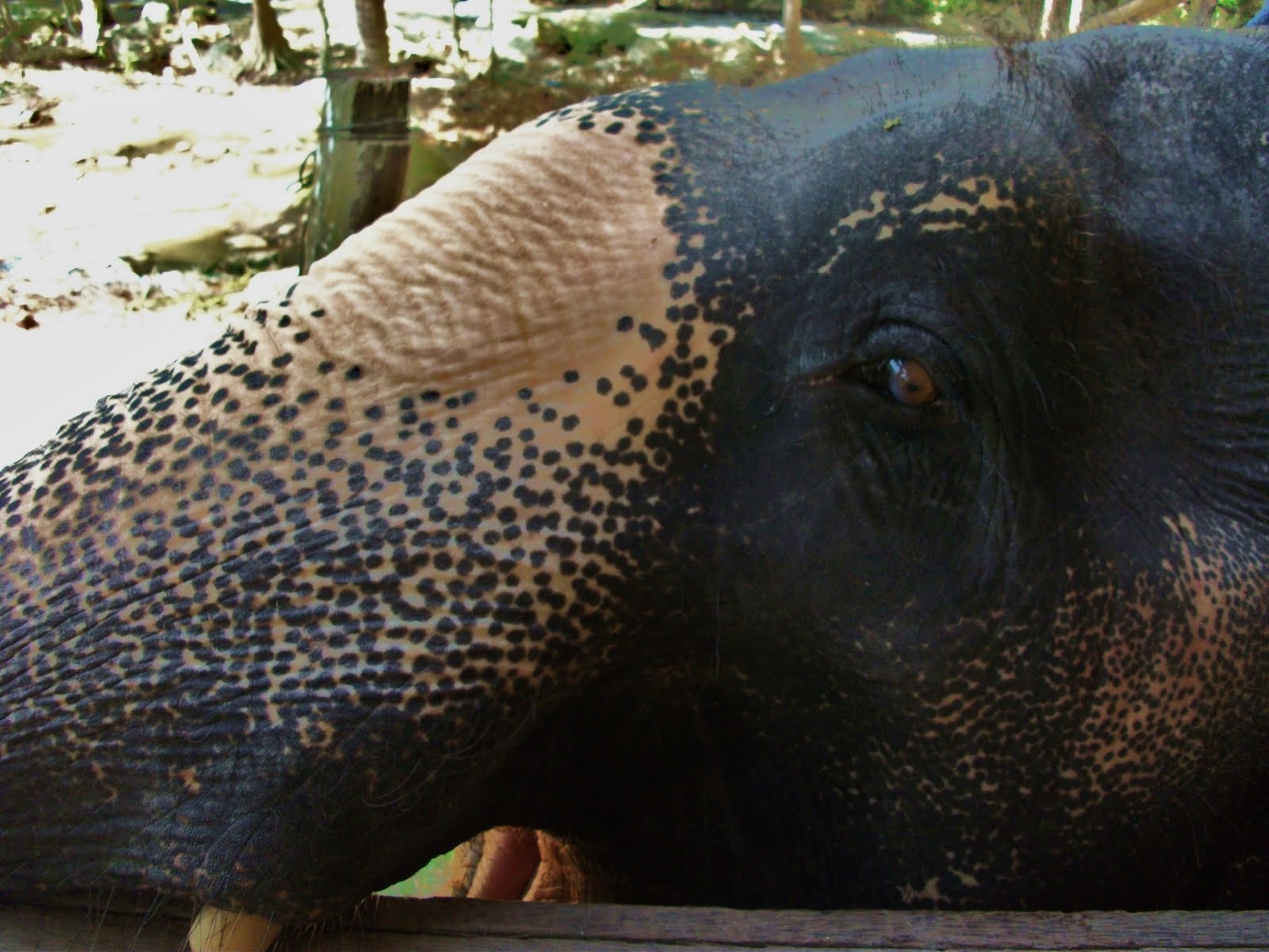 My Life in Dongtan, South Korea: Ringin in the New Year: Thai Style