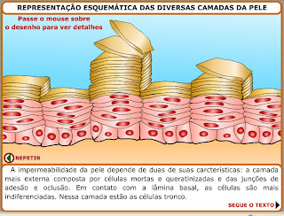 Representação esquemática das diversas camadas da pele | Mundo Ciência