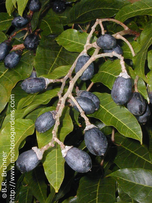 The Atrium: Assessment of The Pili Industry In The Bicol Region