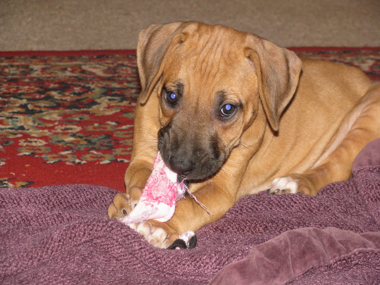 MR Ridgebacks: Our Ridgeback Family