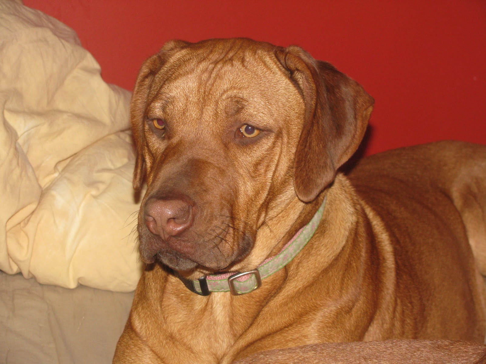 MR Ridgebacks: Our Ridgeback Family