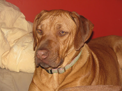 MR Ridgebacks: Our Ridgeback Family