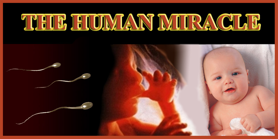 THE HUMAN MIRACLE: SPLENDID COMMUNICATION WITHIN THE BODY: THE HORMONE SYSTEM