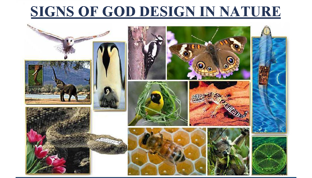 SIGNS OF GOD Design in Nature: CHAPTER 2 Flawless Flying Machines: Birds