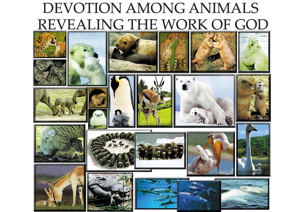 DEVOTION AMONG ANIMALS REVEALING THE WORK OF GOD