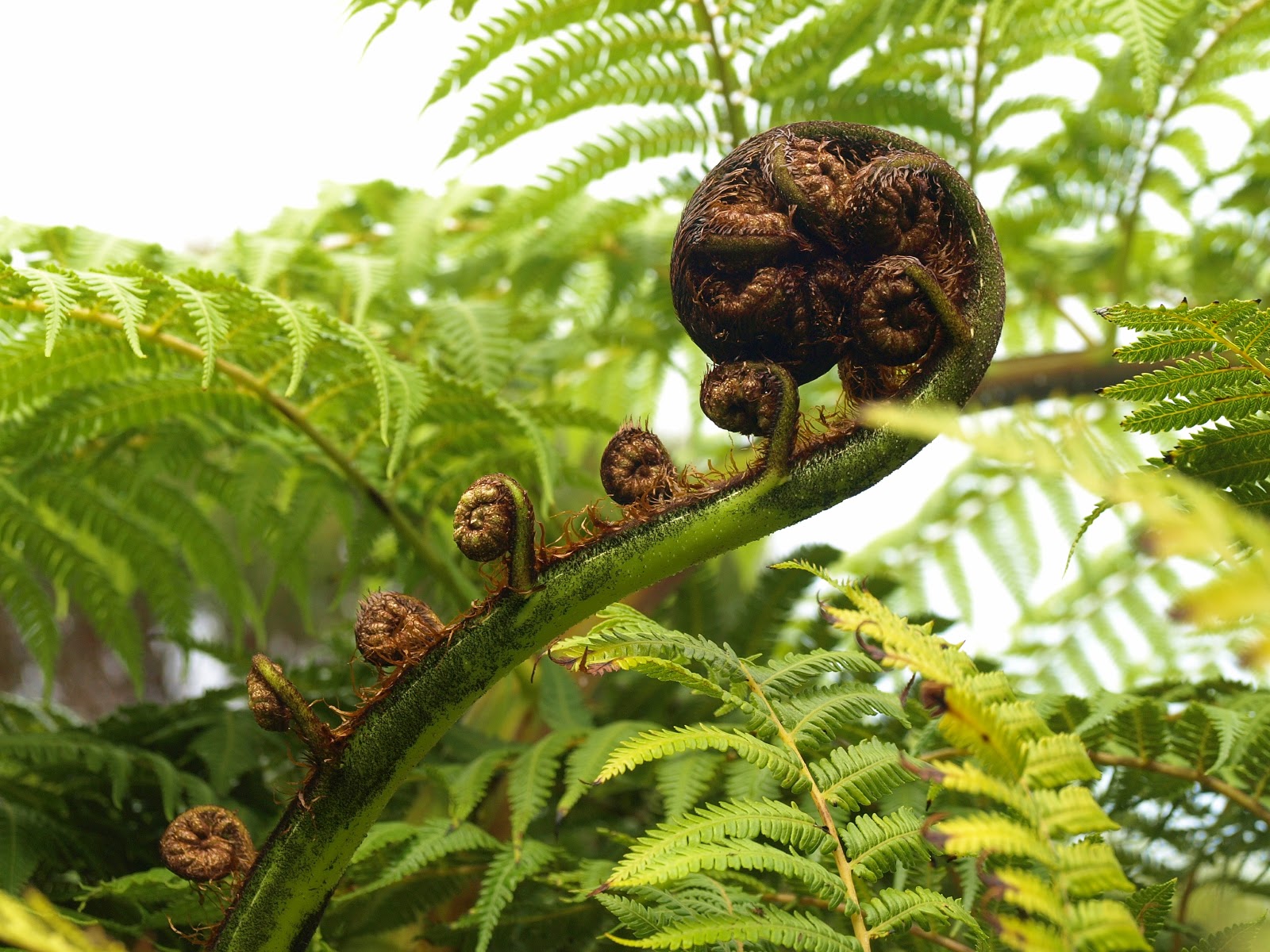 TravelSkite: December 2010