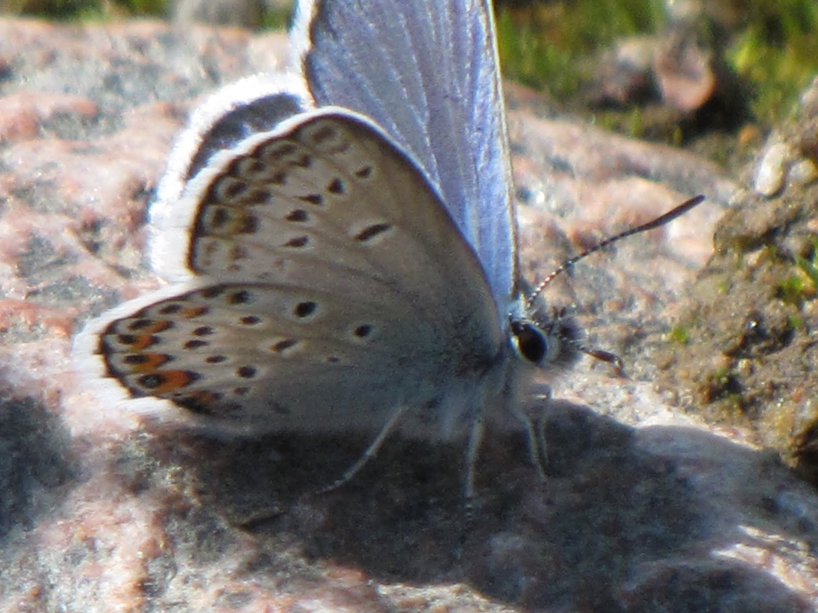 Seijastiinan Mietteitä: Perhoset esittäytyvät