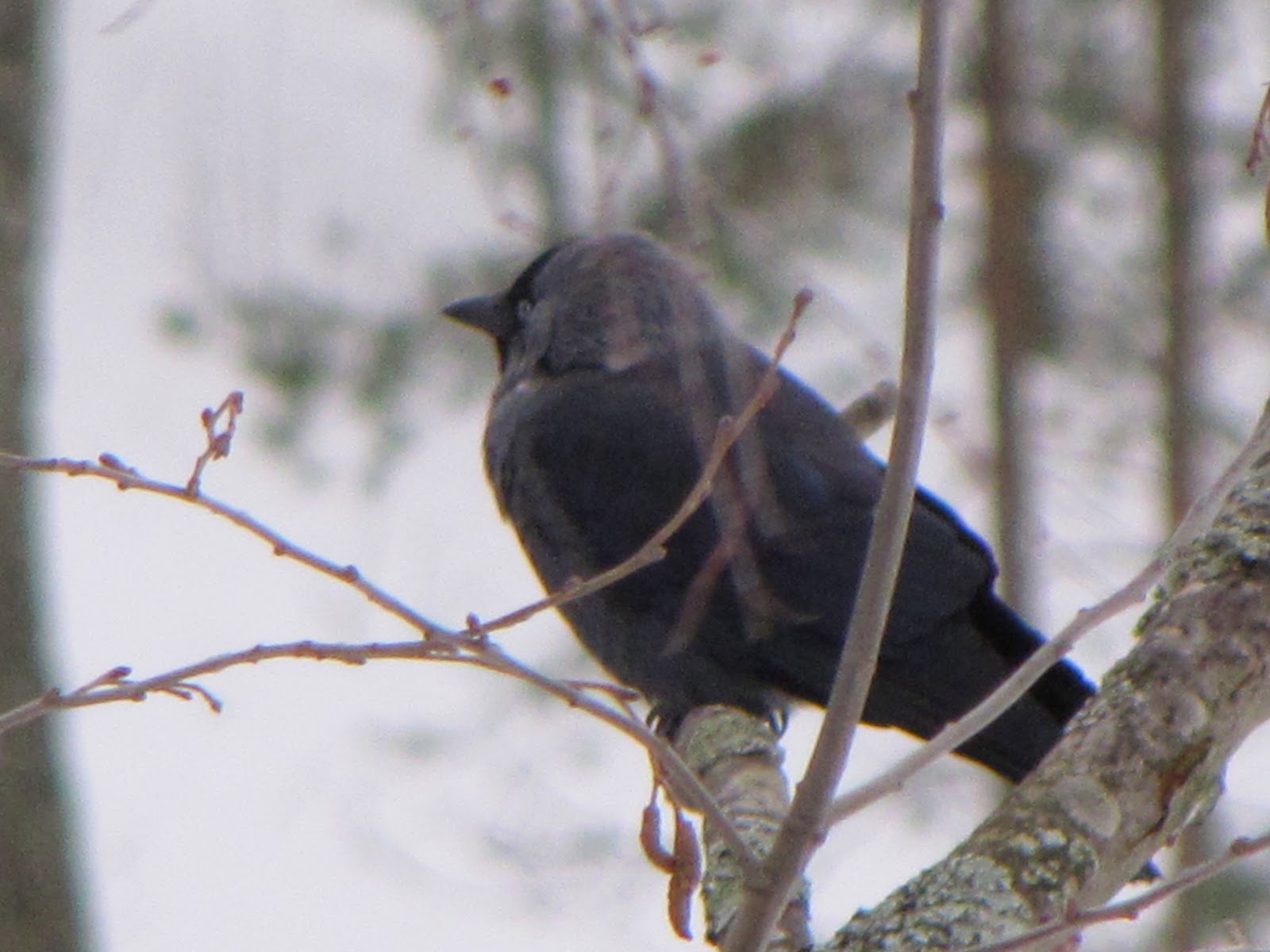 Seijastiinan Mietteitä: Lintuja ja oravia ♥