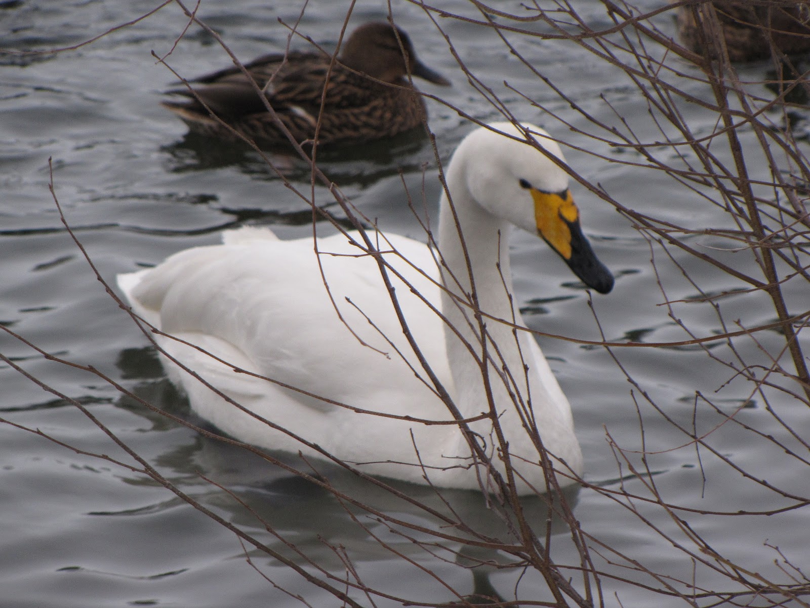 Seijastiinan Mietteitä: Lintuja ja oravia ♥