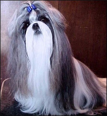 raw dog food: Shih Tzu